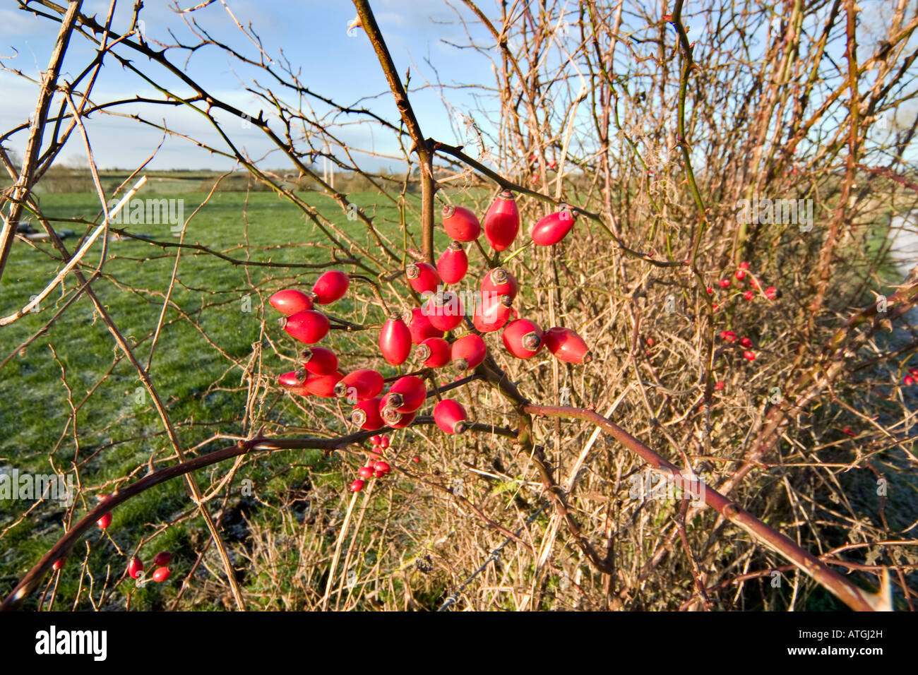 Rose Hips in the Winter Stock Photo - Alamy