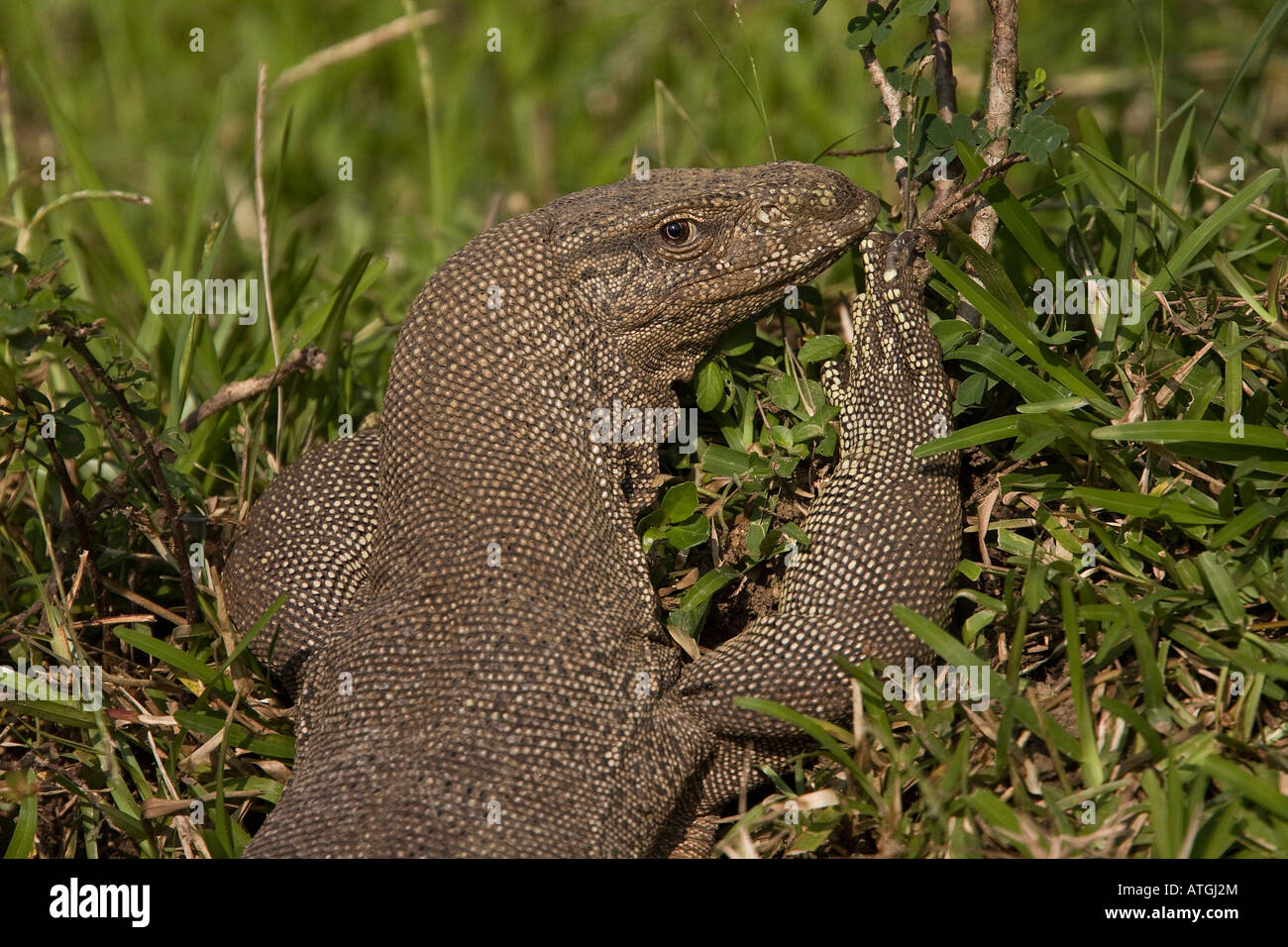 Sri lanka land monitor hi-res stock photography and images - Alamy