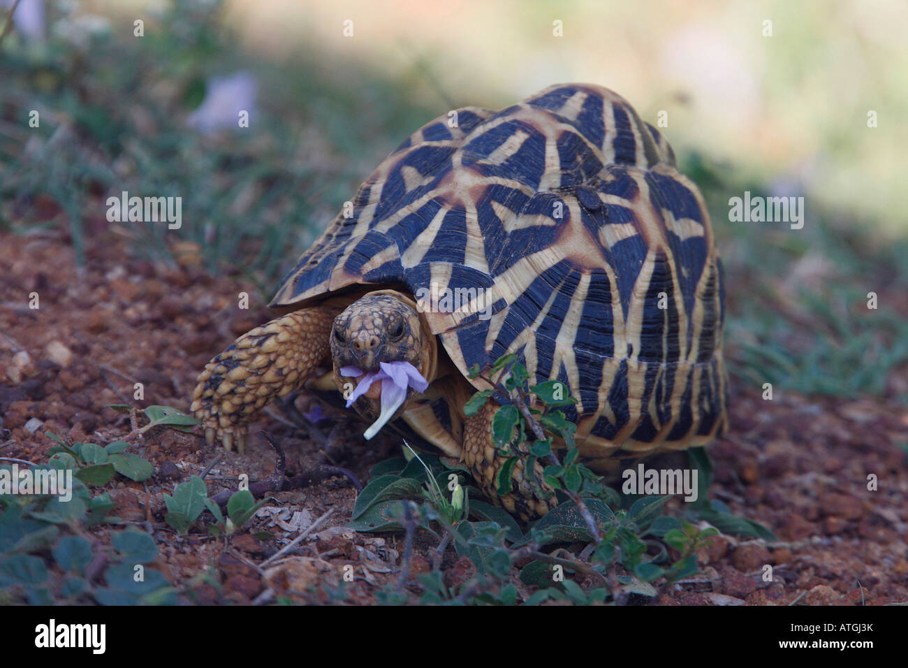 Tortoise eating flower hi-res stock photography and images - Alamy