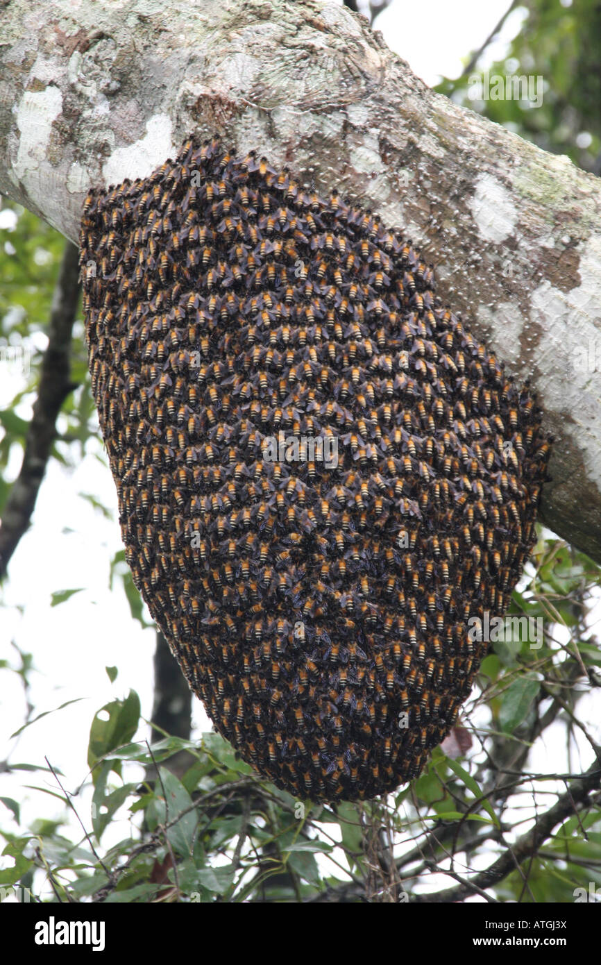swarm of jungle bees Sri Lanka Stock Photo - Alamy