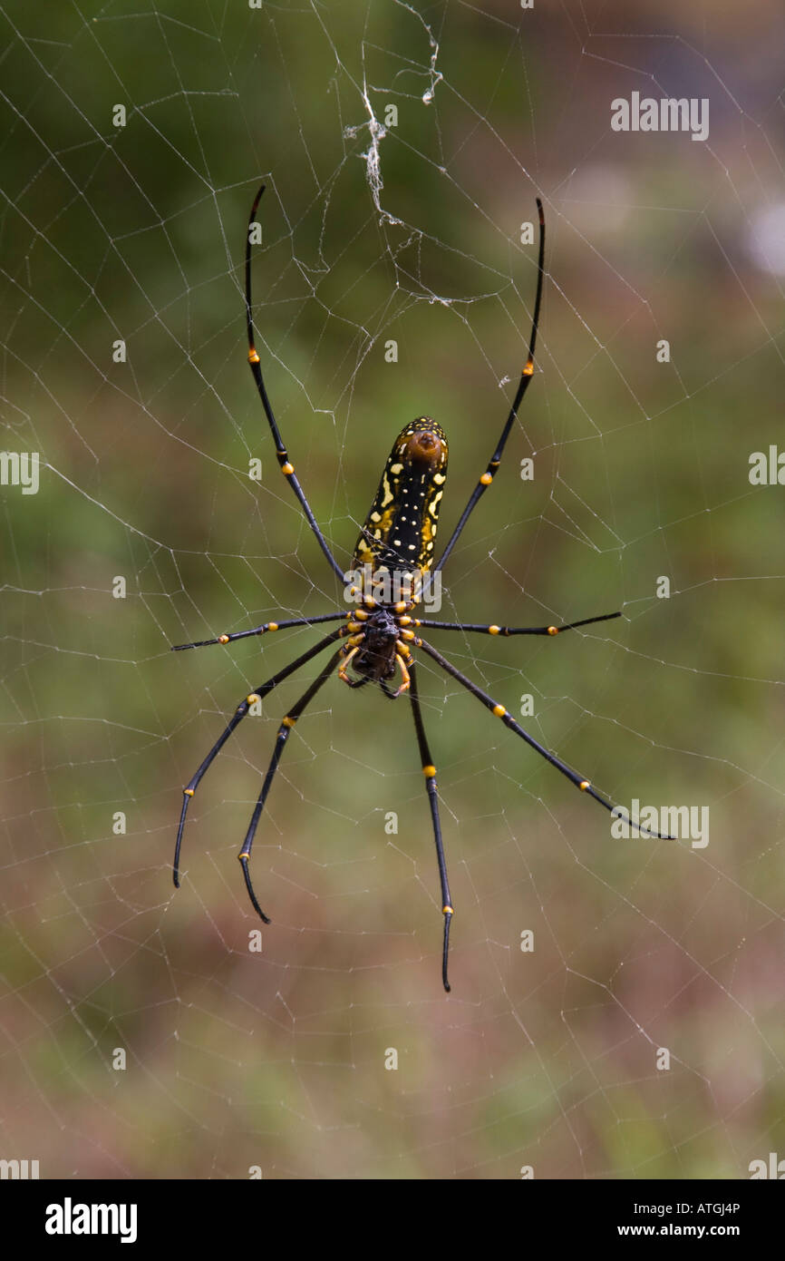 Giant wood spider female Sinharaja Sri Lanka Stock Photo - Alamy