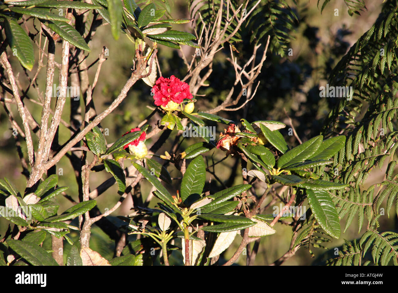 rhododendron Rhododendron arboreum at Horton Plains National Park Sri ...