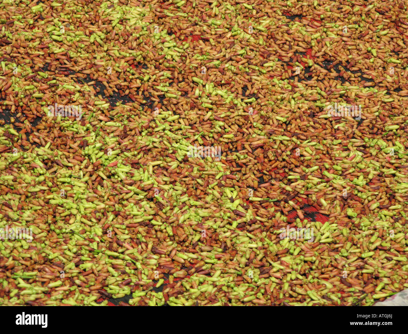 Drying cloves sun hi-res stock photography and images - Alamy