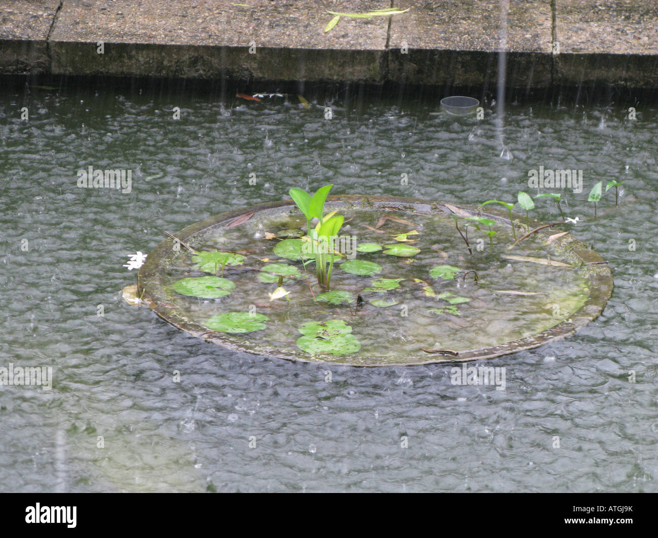 rain on pond Stock Photo - Alamy