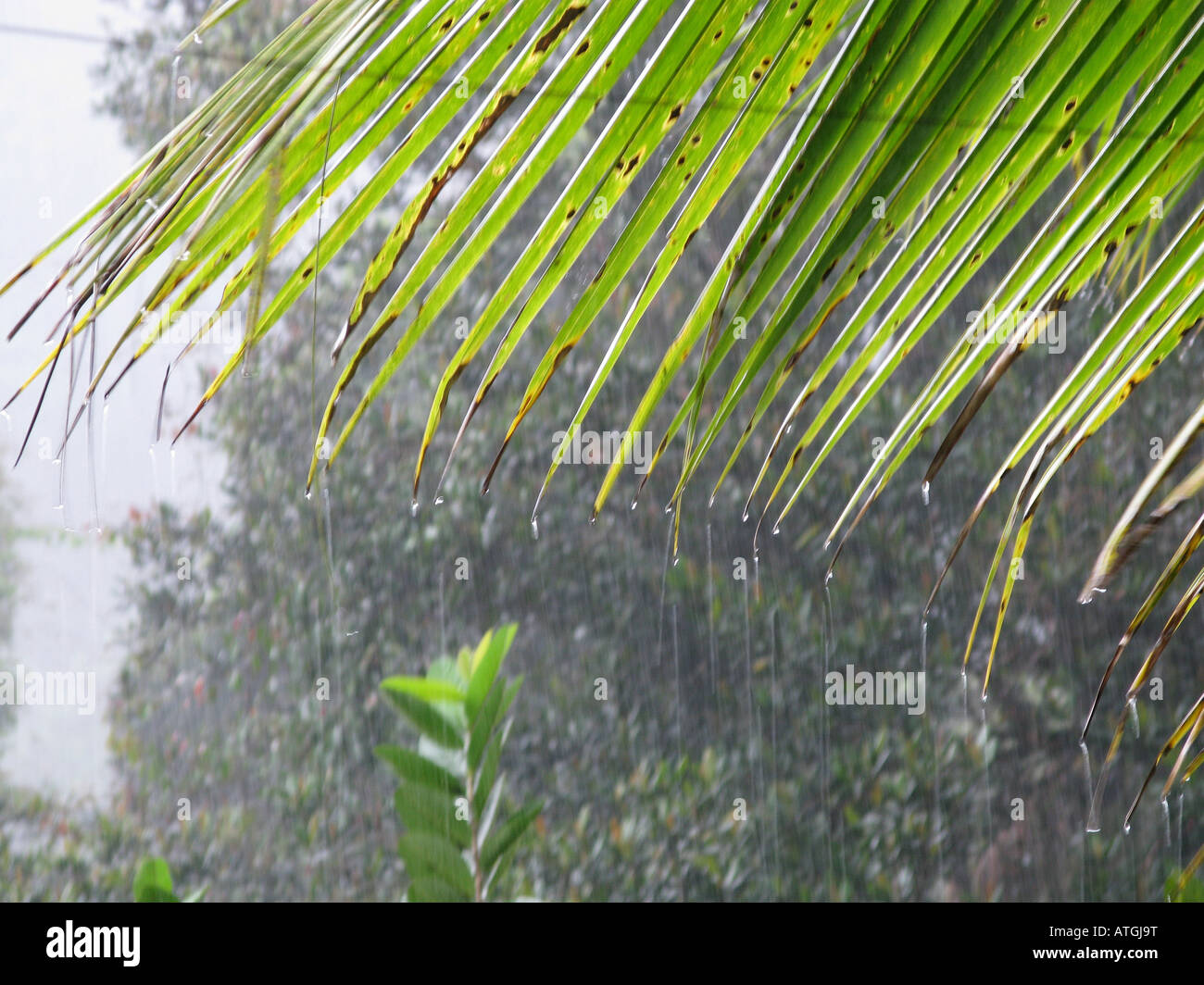 rain droplets on palm leaf Sinharaja Stock Photo - Alamy