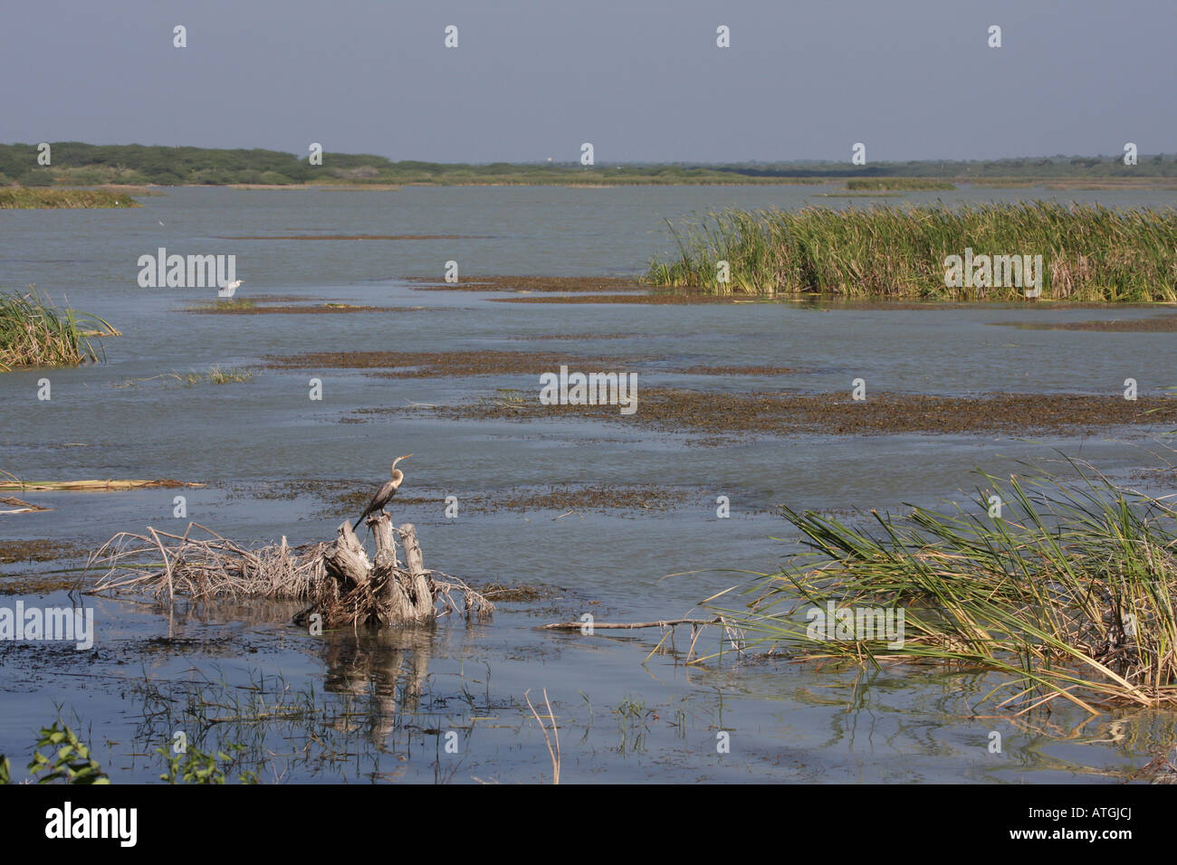 Bundala National Park Sri Lanka Stock Photo - Alamy