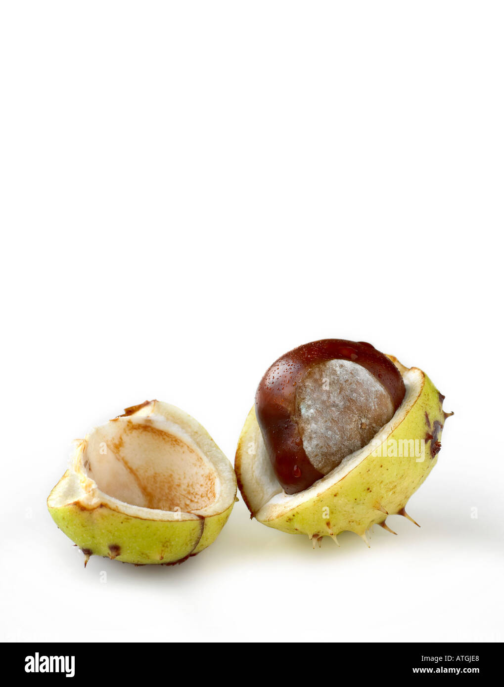 Conker in shell hi-res stock photography and images - Alamy