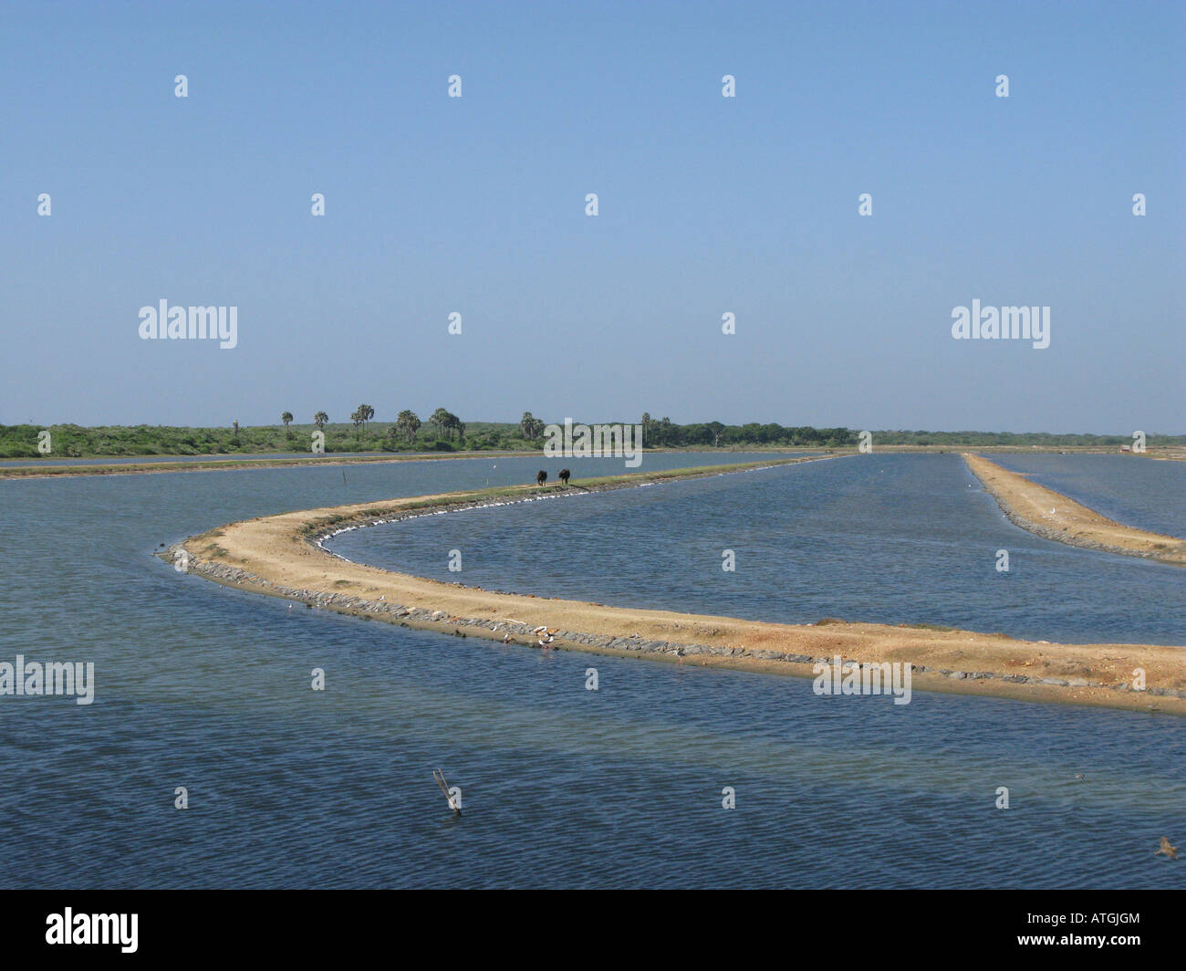 Mineral salt drying pans in Bundala National Park Sri Lanka Stock Photo ...