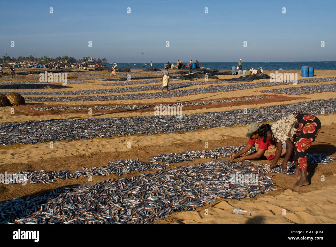 Fish catch being spread in the sun to dry Negombo Sri Lanka Stock Photo ...