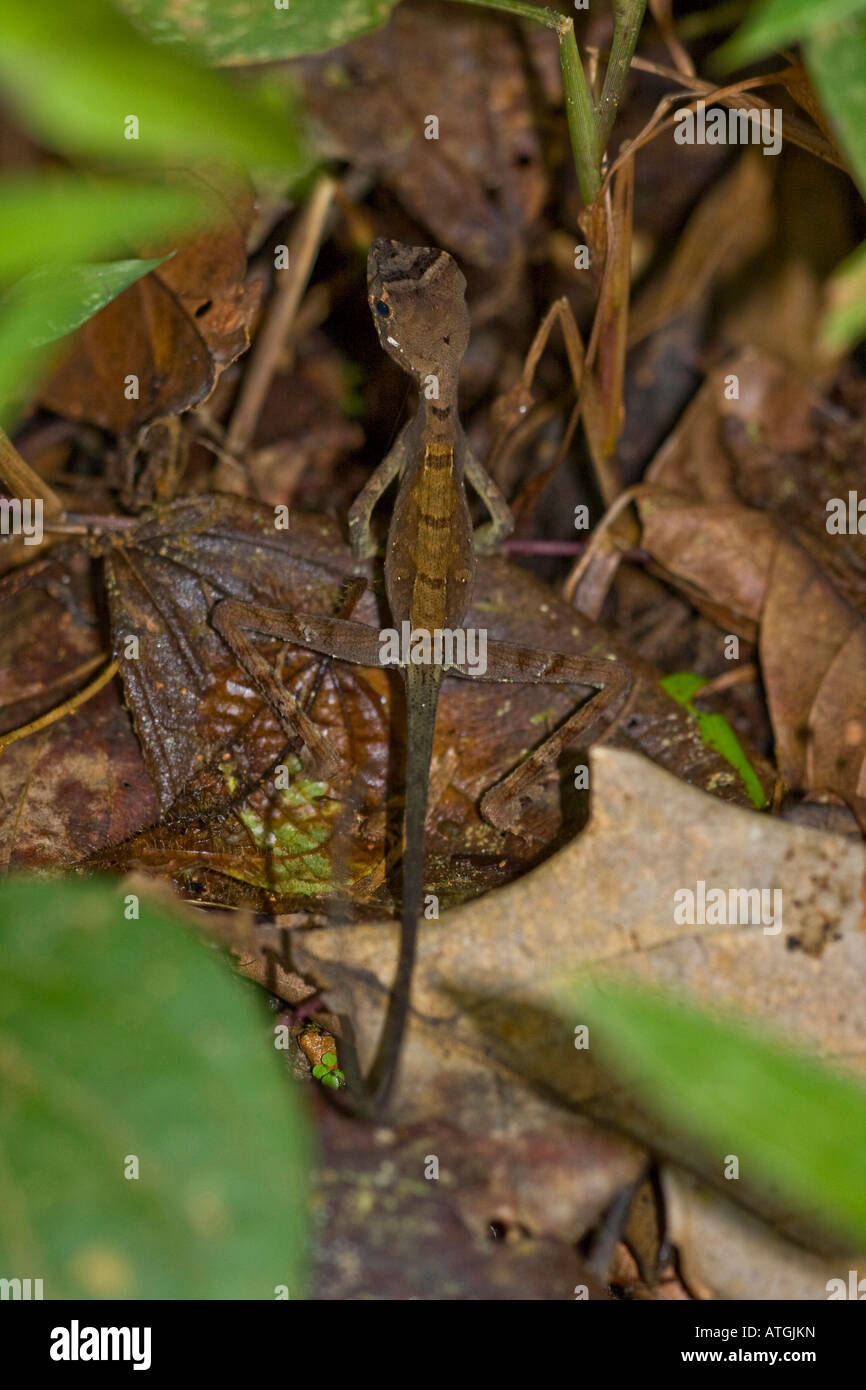Sri lanka kangaroo lizard hi-res stock photography and images - Alamy