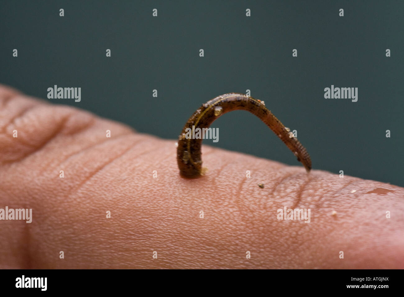 Leech Sri Lanka on finger skin Stock Photo - Alamy