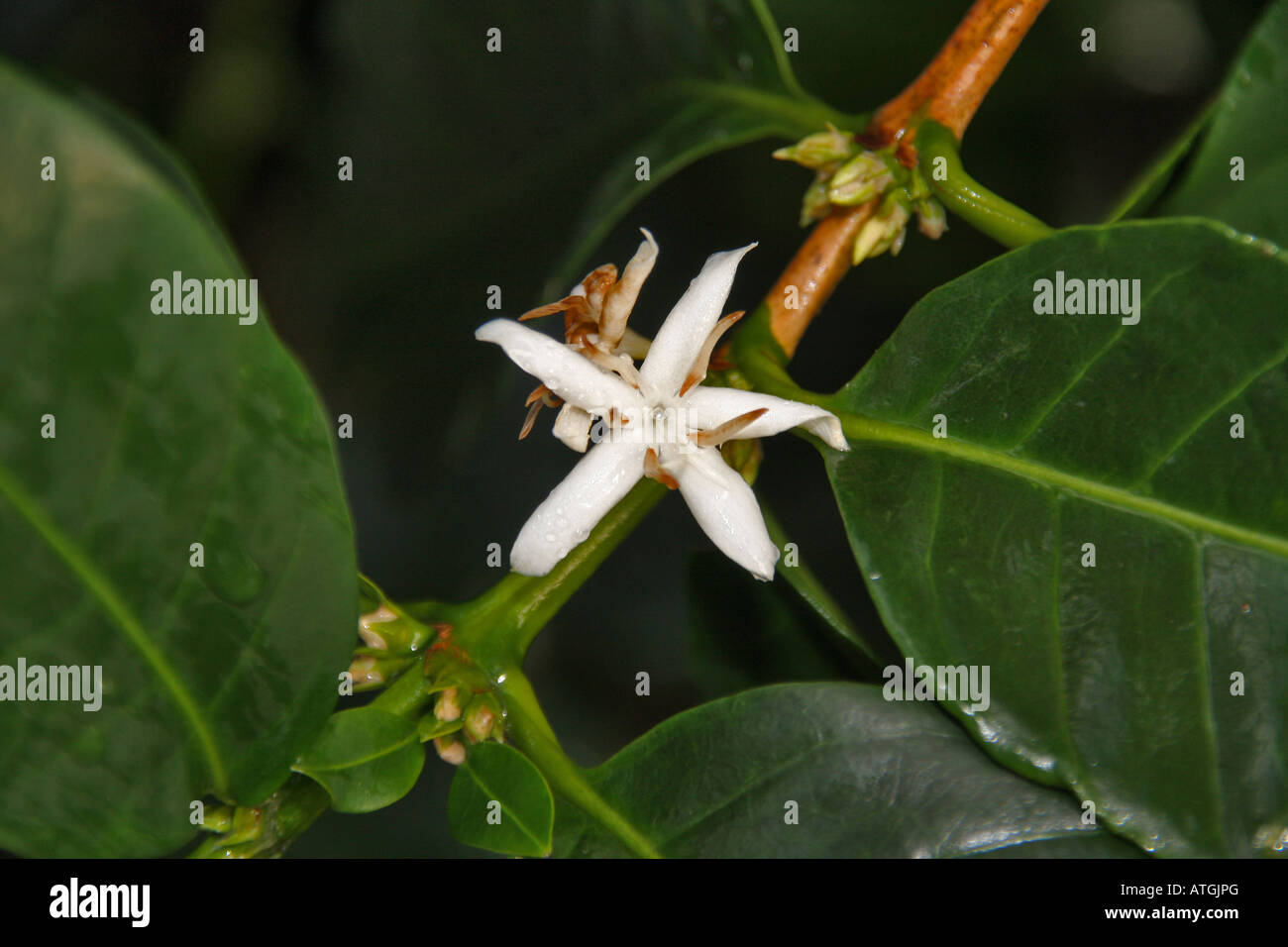 flower of the coffee plant Stock Photo - Alamy