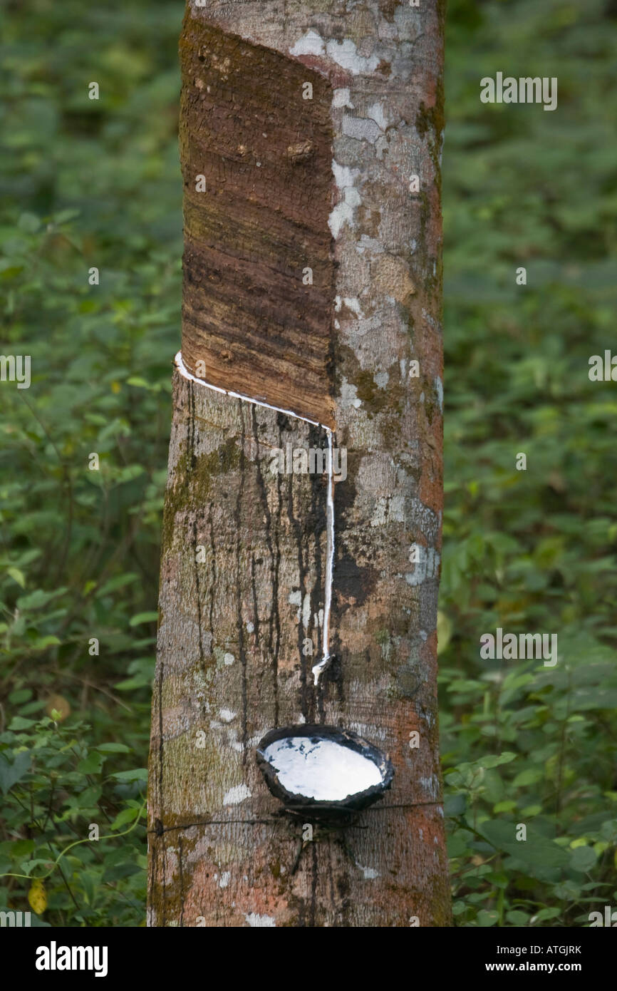 Rubber extract hi-res stock photography and images - Alamy