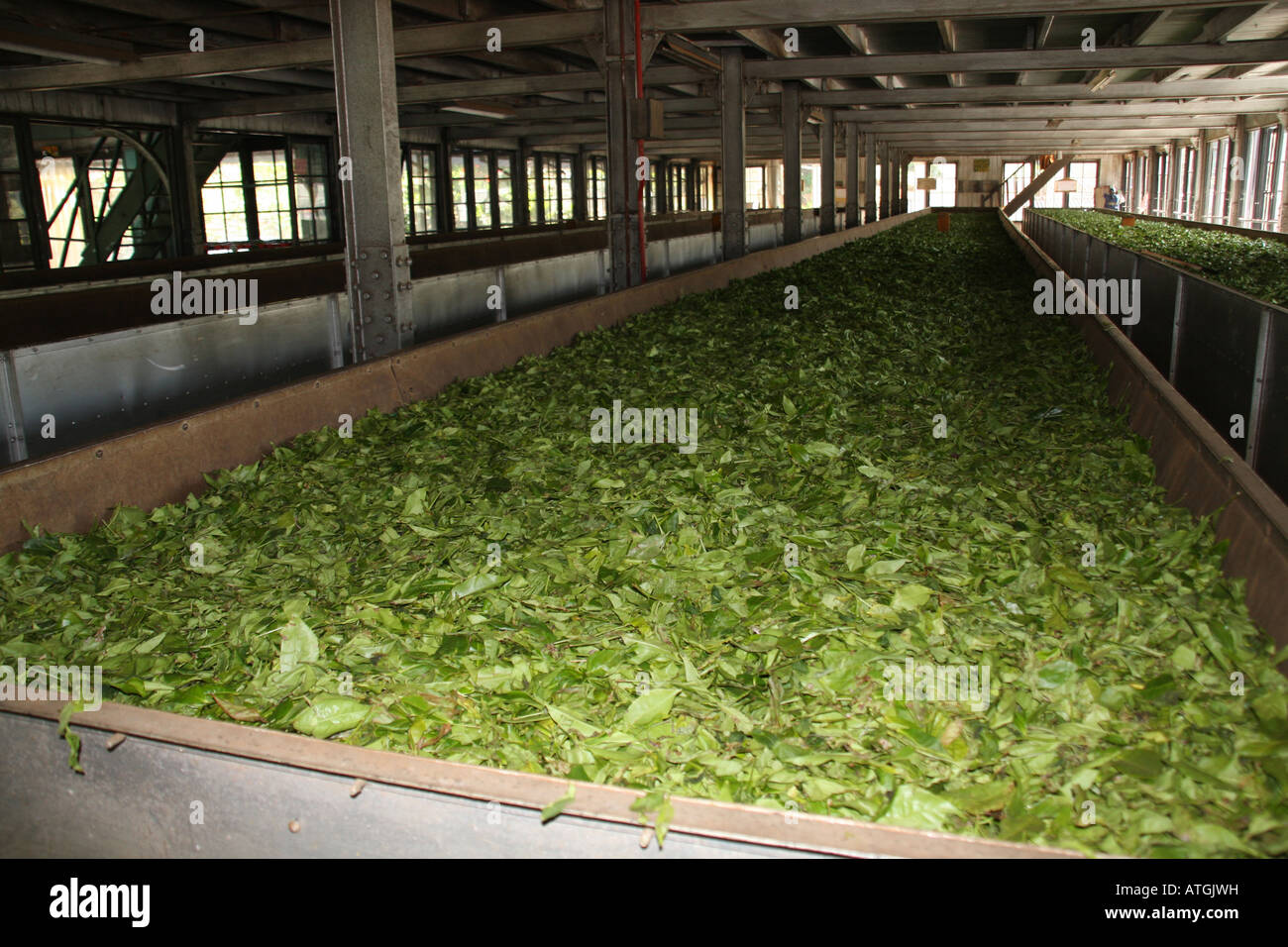 Tea processing Newly cut green leaves are blow dried at Mackwoods tea ...