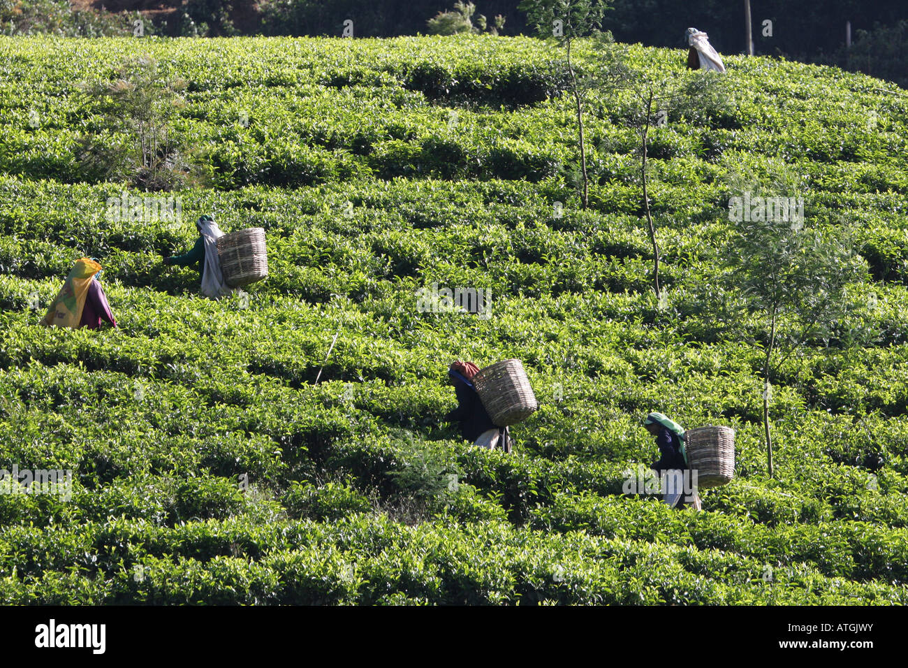 tea picking using a traditional basket Stock Photo - Alamy