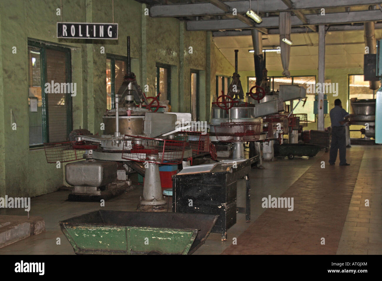 Tea processing rolling hi-res stock photography and images - Alamy