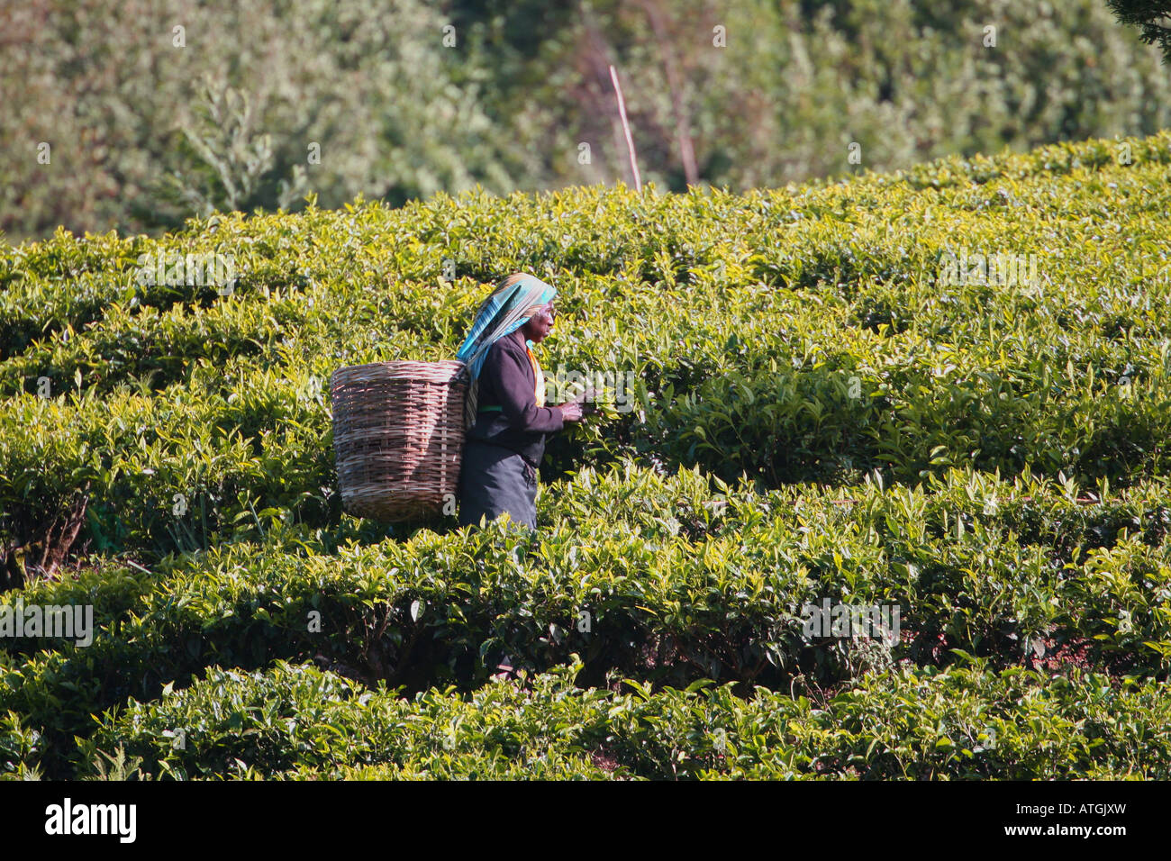 tea picking using a traditional basket Stock Photo - Alamy