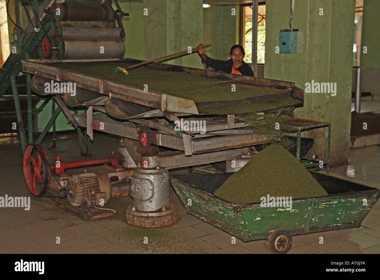Grinding tea leaves part of the tea leaf making process at the ...