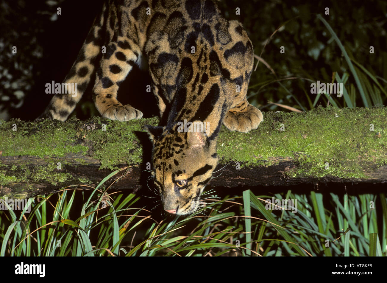 Clouded leopard teeth hi-res stock photography and images - Alamy
