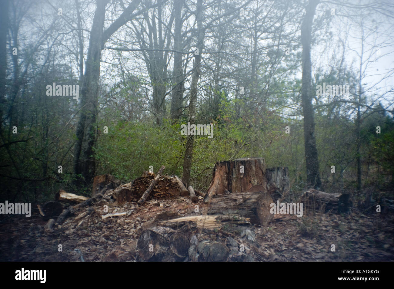 A stump and rotten firewood lying on the ground in a wooded area This ...