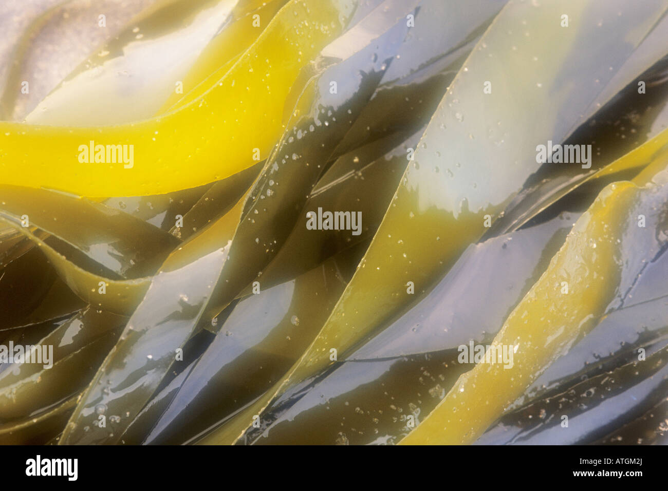 Kelp on the beach, Olympic National Park coast, Washington Stock Photo ...