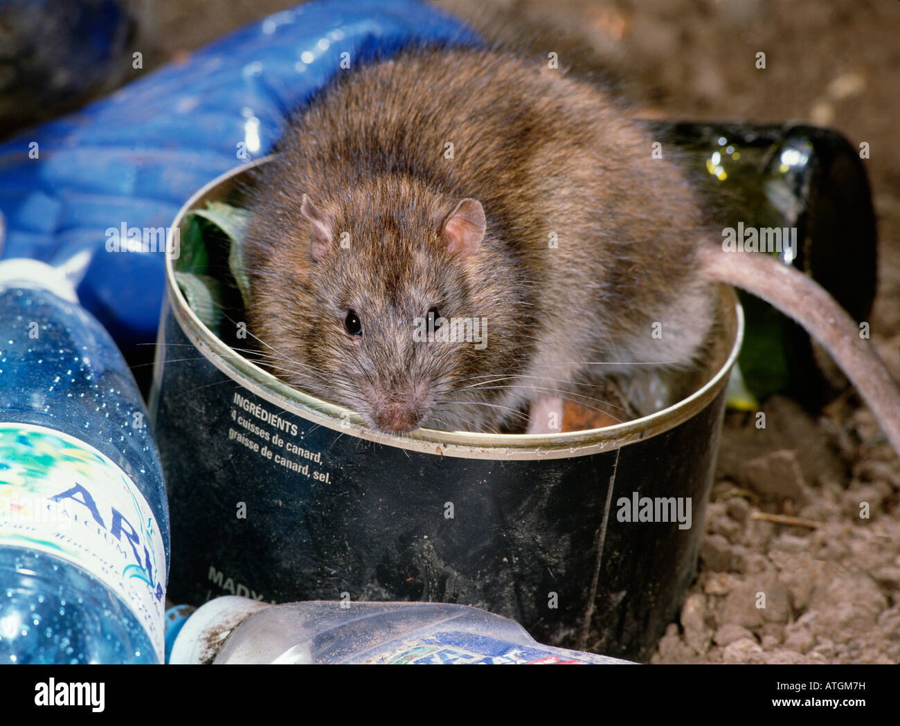 Rat surmulot hi-res stock photography and images - Alamy