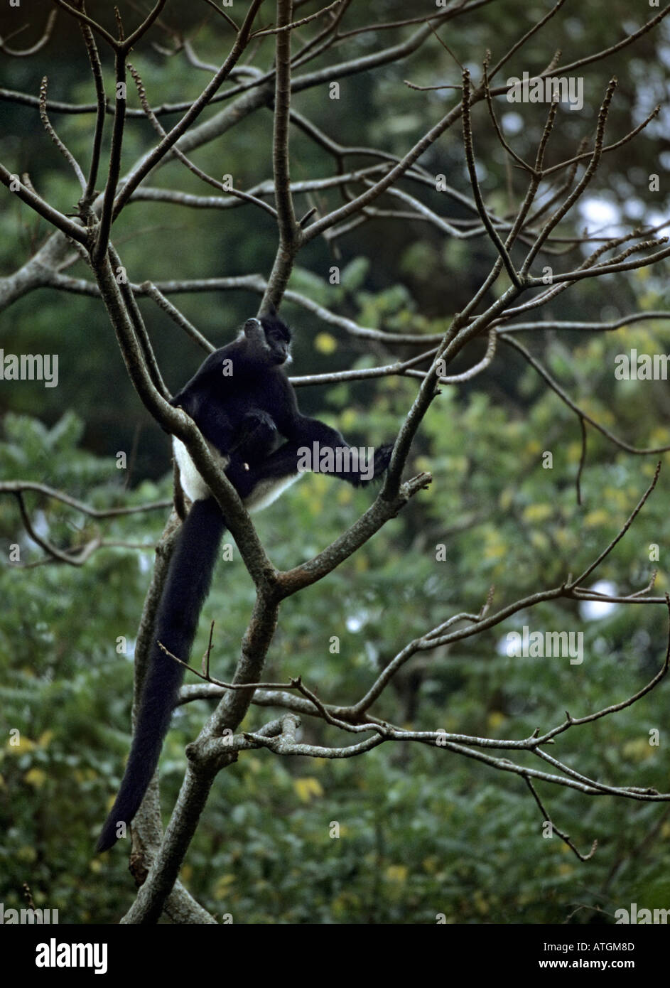 Delacour's langur (Trachypithecus delacouri), Van Long Nature Reserve ...