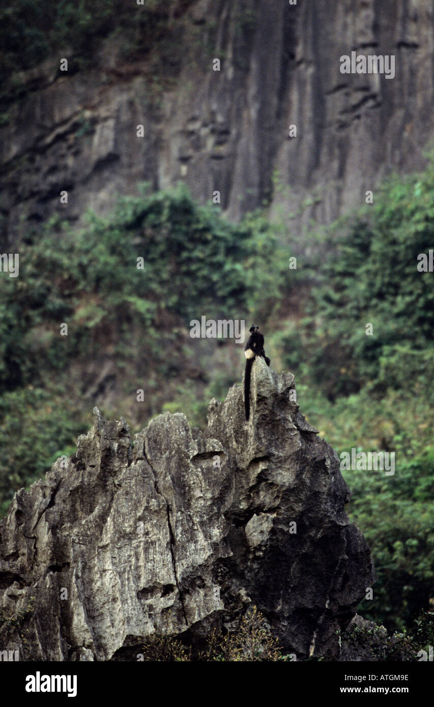 Delacour's langur (Trachypithecus delacouri), Van Long Nature Reserve ...