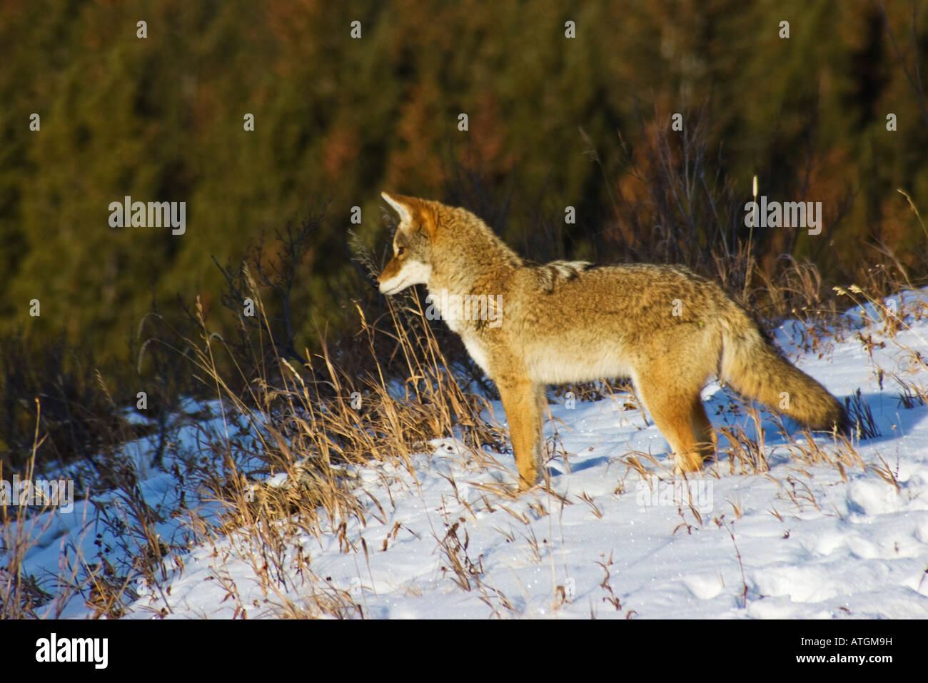 Coyote in hunting in Kananaskis Country Provincial Park Canada Stock ...