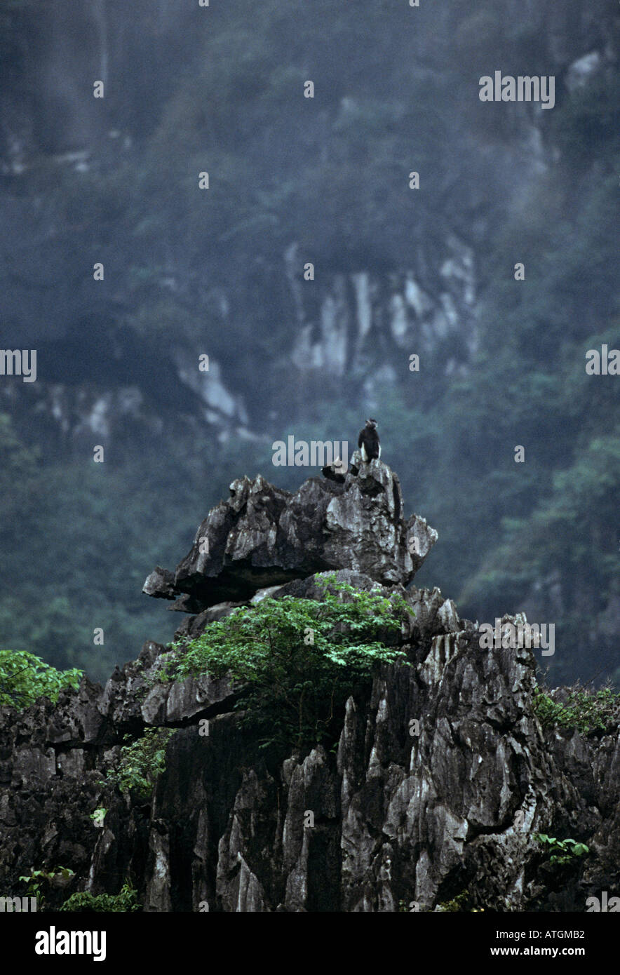 Delacour's langur (Trachypithecus delacouri), Van Long Nature Reserve ...