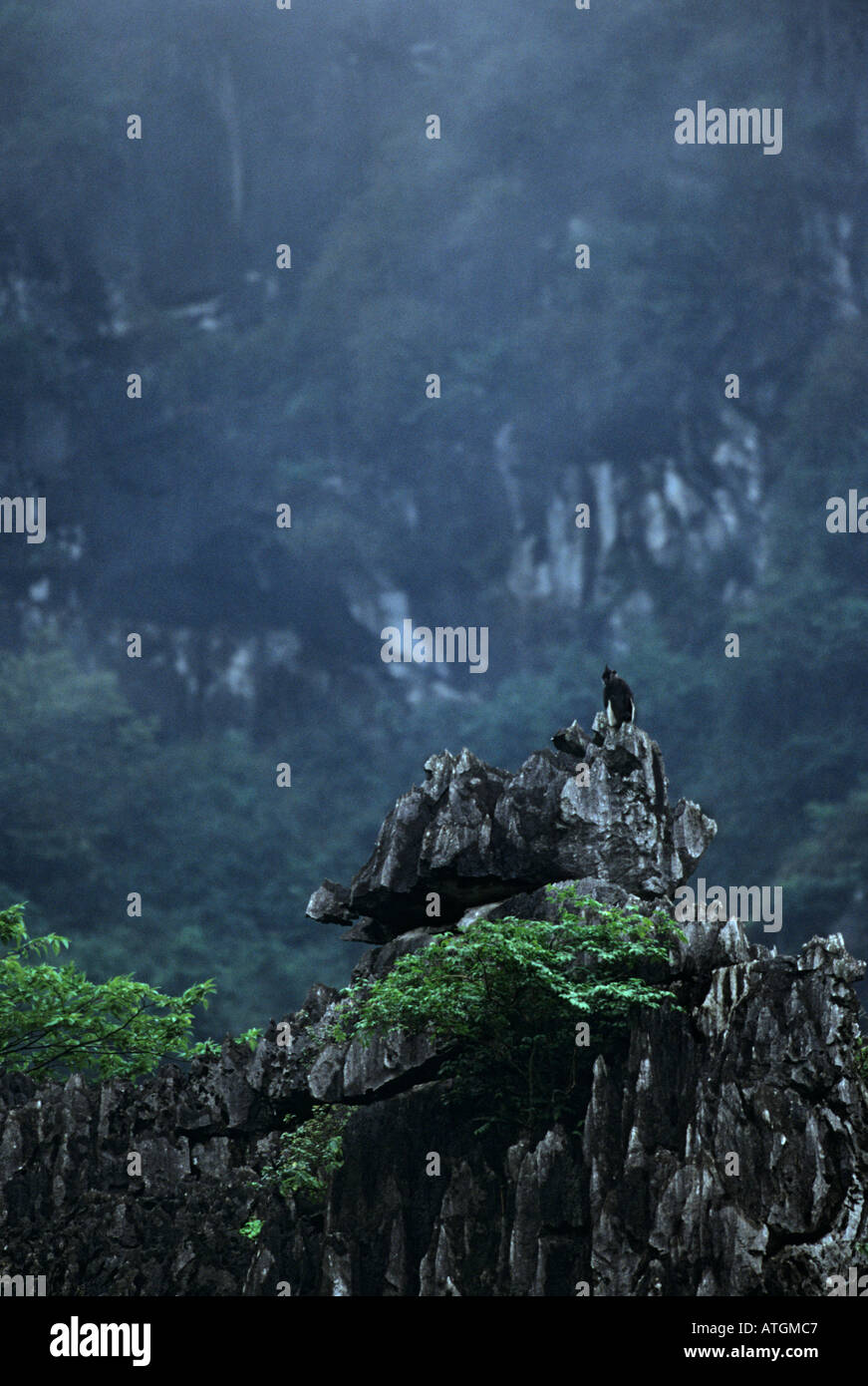 Delacour's langur (Trachypithecus delacouri), Van Long Nature Reserve ...