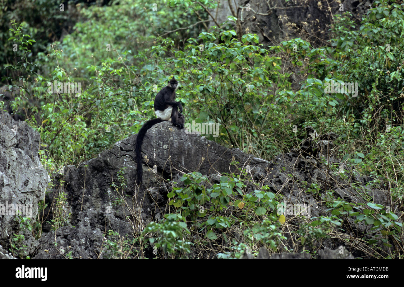 Delacour's langur (Trachypithecus delacouri), Van Long Nature Reserve ...