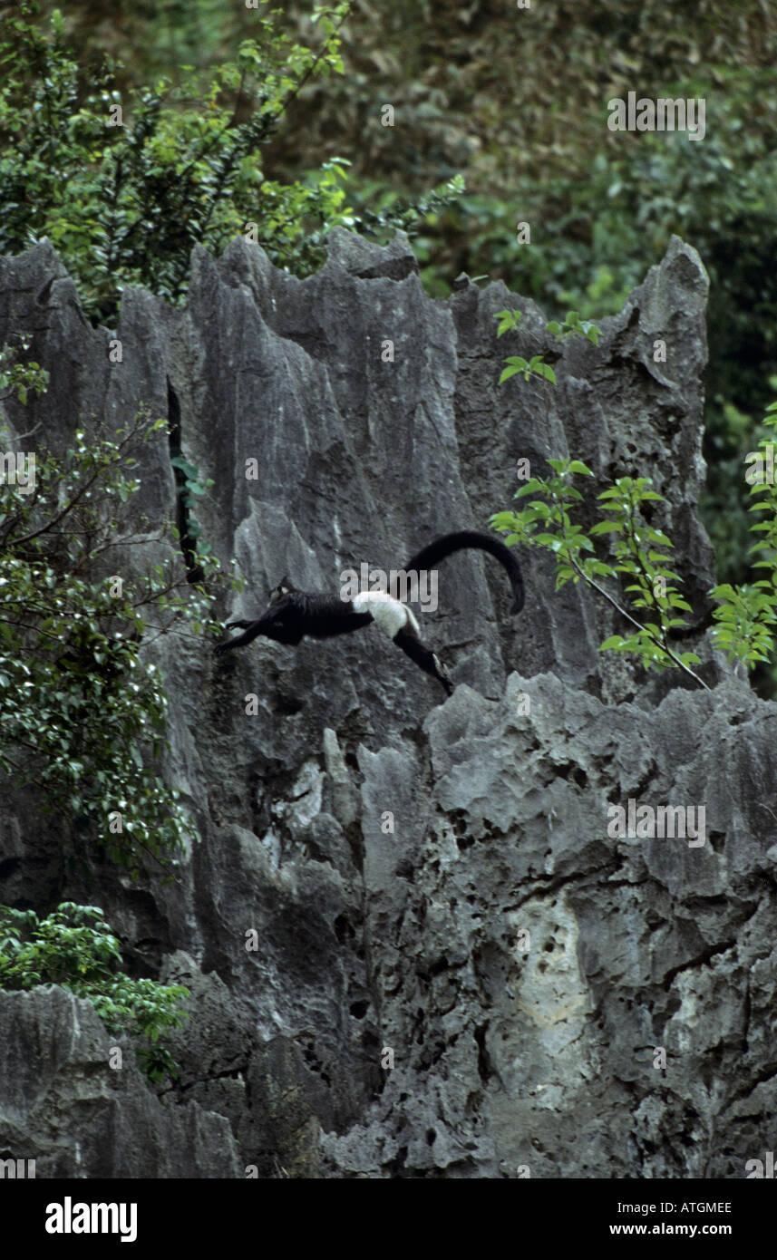 Delacour's langur (Trachypithecus delacouri), Van Long Nature Reserve ...