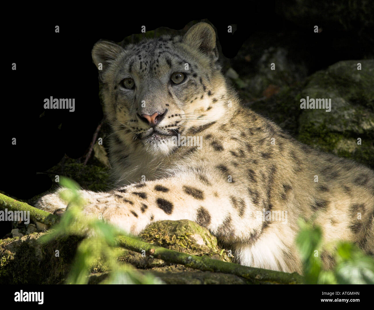 snow leopard resting in the shade Stock Photo - Alamy