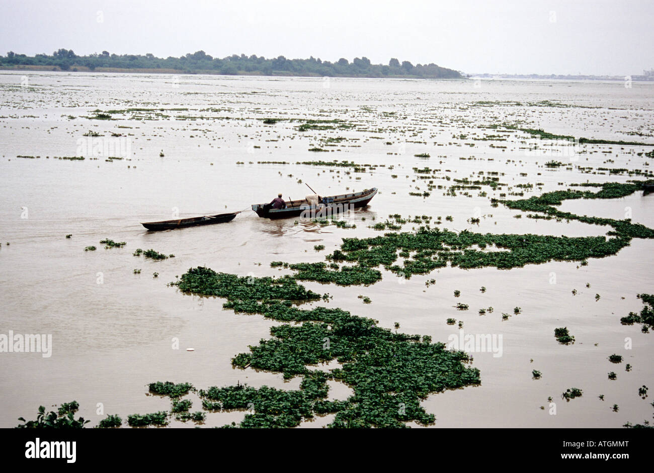 Boat and canoe, surrounded by water Hyacinths, on the Guayas River ...