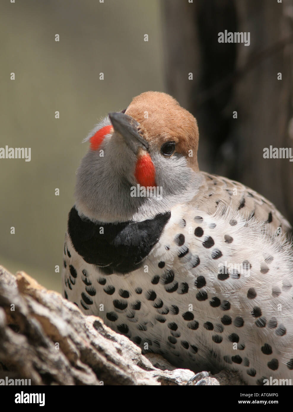 Flicker hi-res stock photography and images - Alamy