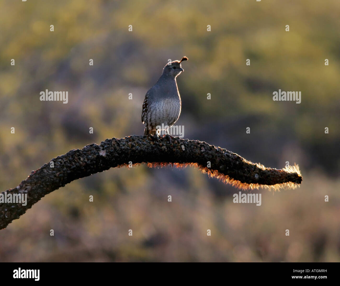 Gambel s quail cholla cactus Stock Photo - Alamy