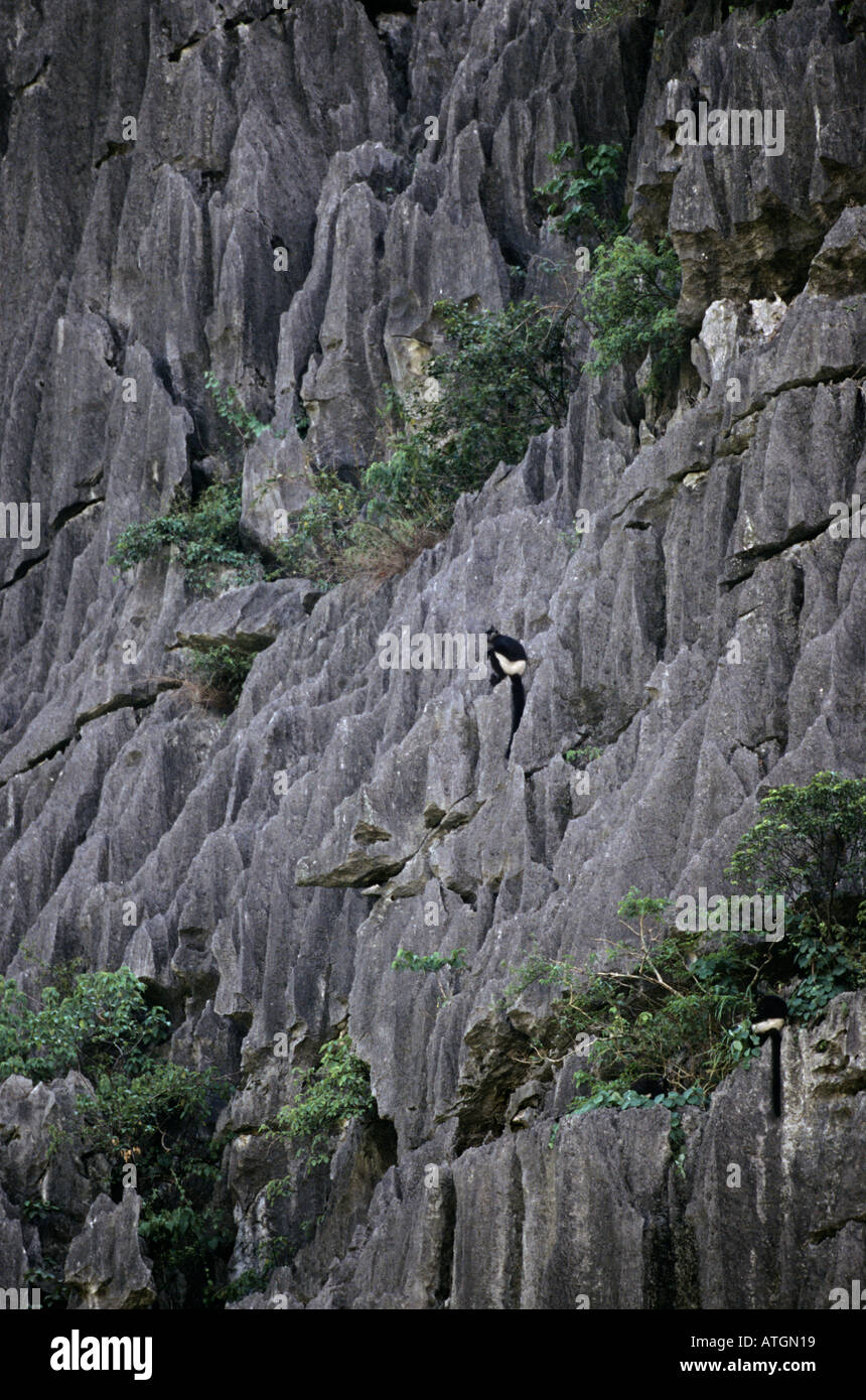 Delacour's langur (Trachypithecus delacouri), Van Long Nature Reserve ...