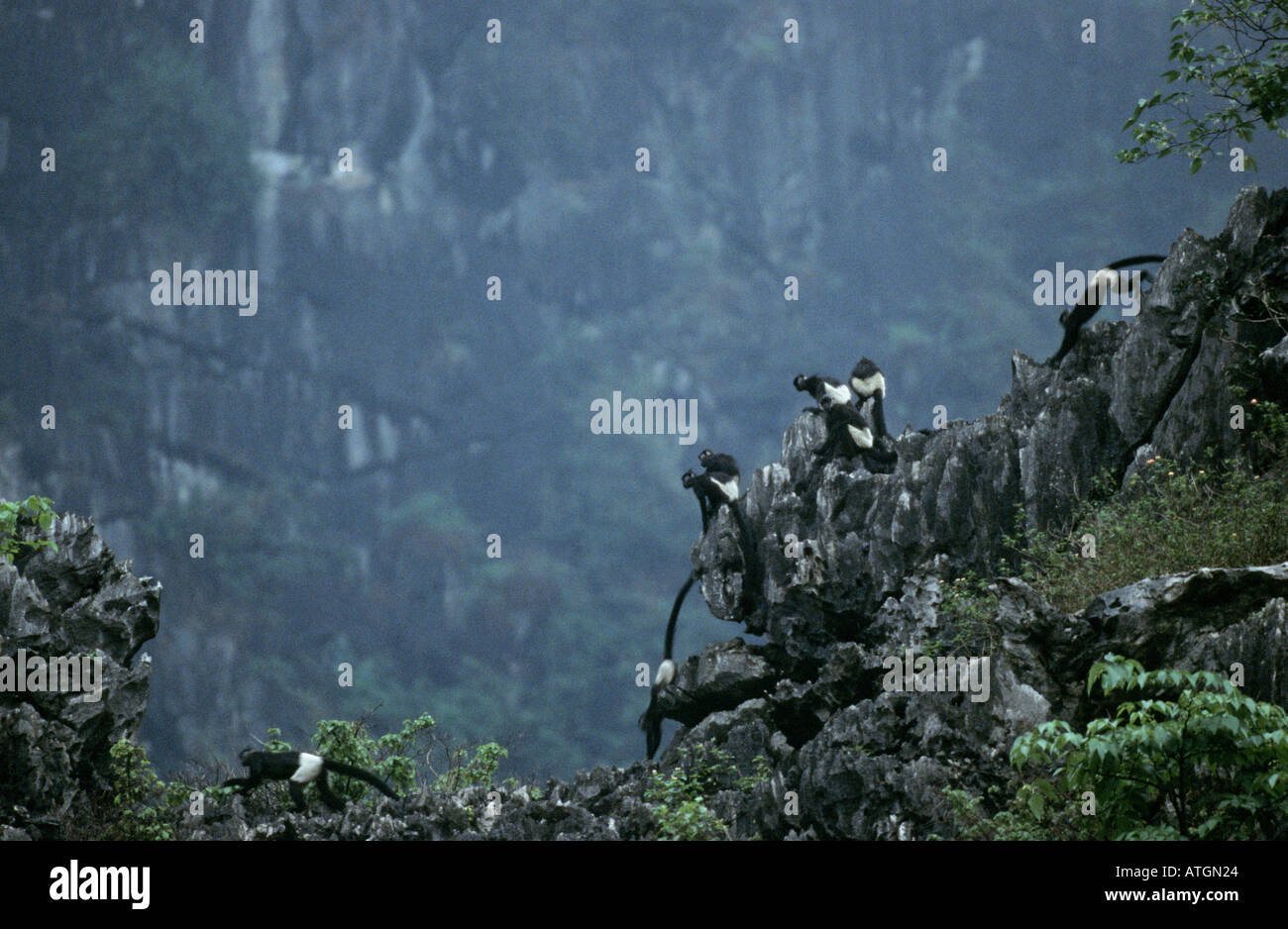 Delacour's langur (Trachypithecus delacouri), Van Long Nature Reserve ...