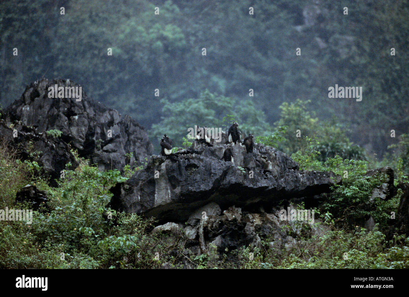 Delacour's langur (Trachypithecus delacouri), Van Long Nature Reserve ...