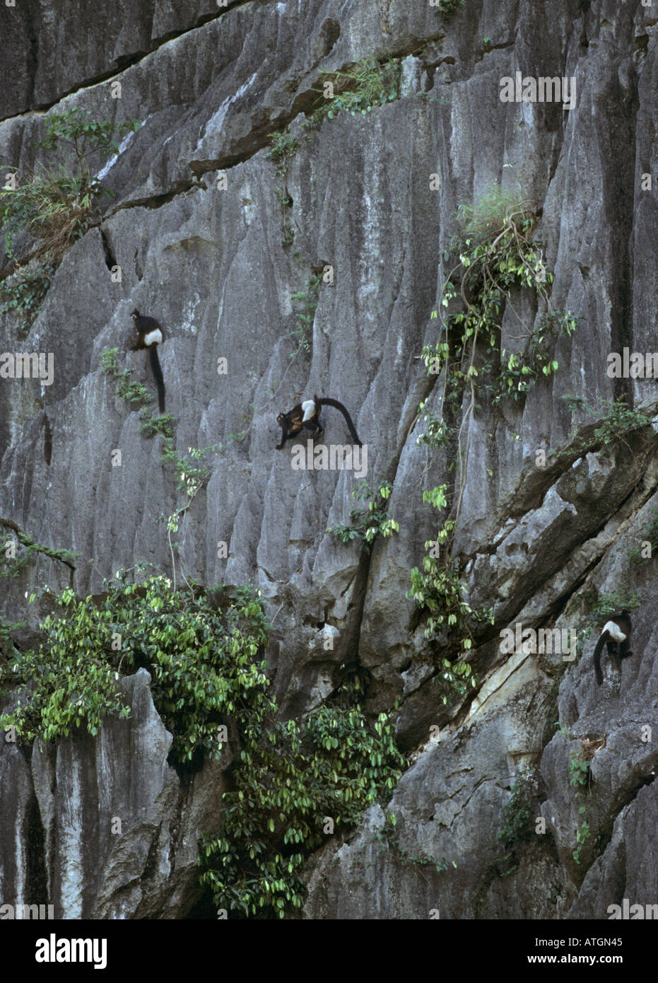 Delacour's langur (Trachypithecus delacouri), Van Long Nature Reserve ...