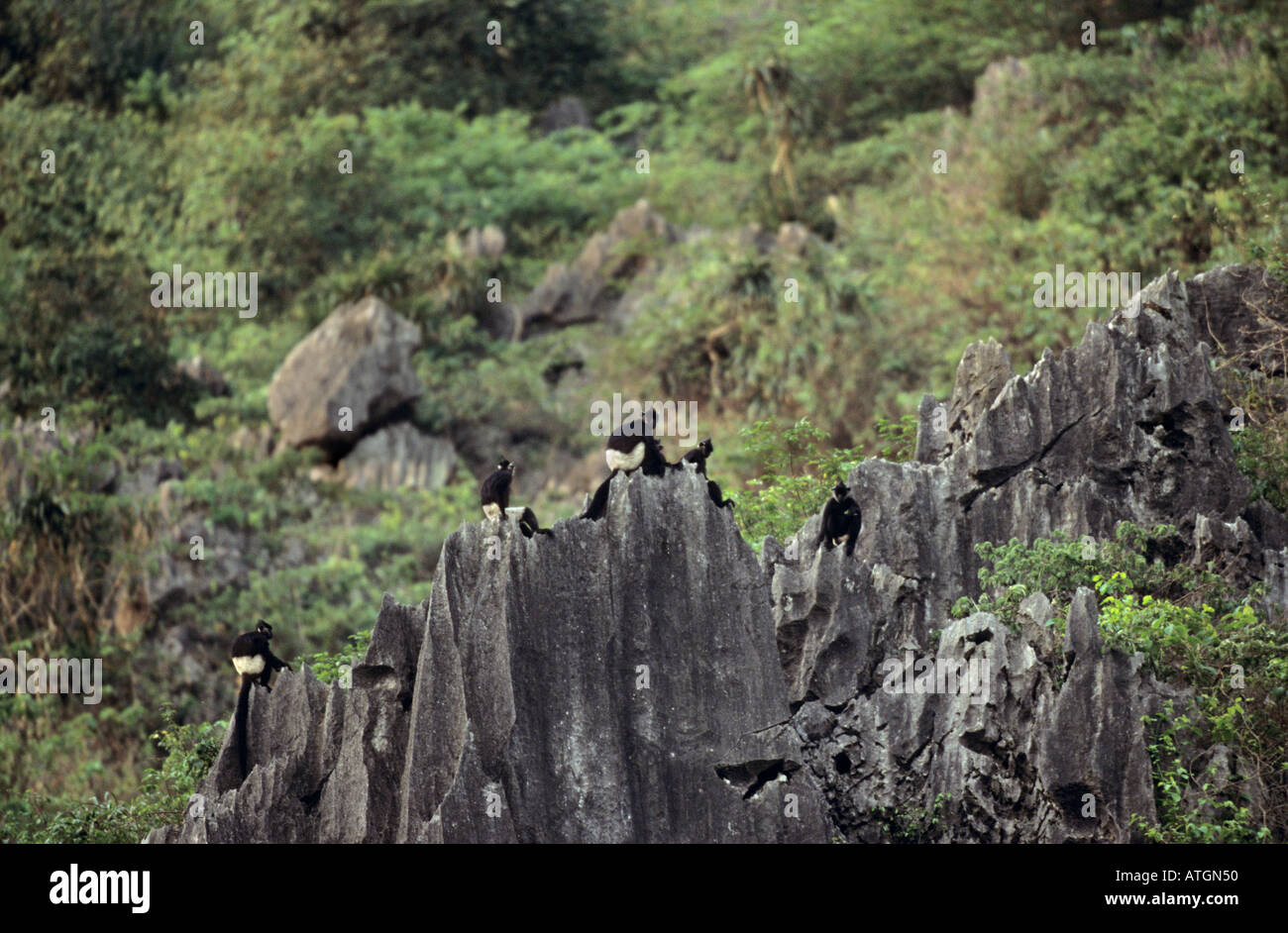 Delacour's langur (Trachypithecus delacouri), Van Long Nature Reserve ...