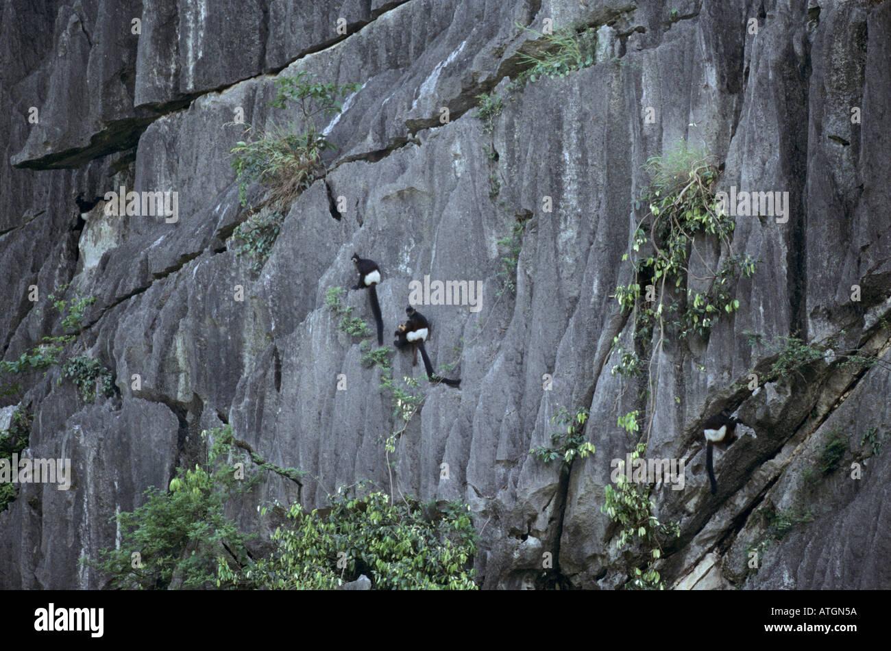 Delacour's langur (Trachypithecus delacouri), Van Long Nature Reserve ...