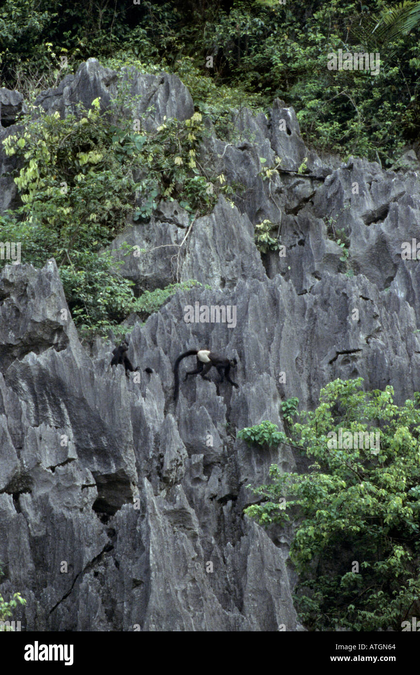 Delacour's langur (Trachypithecus delacouri), Van Long Nature Reserve ...