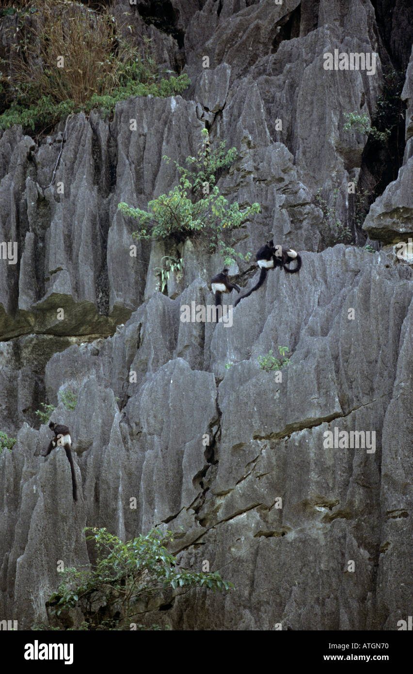 Delacour's langur (Trachypithecus delacouri), Van Long Nature Reserve ...