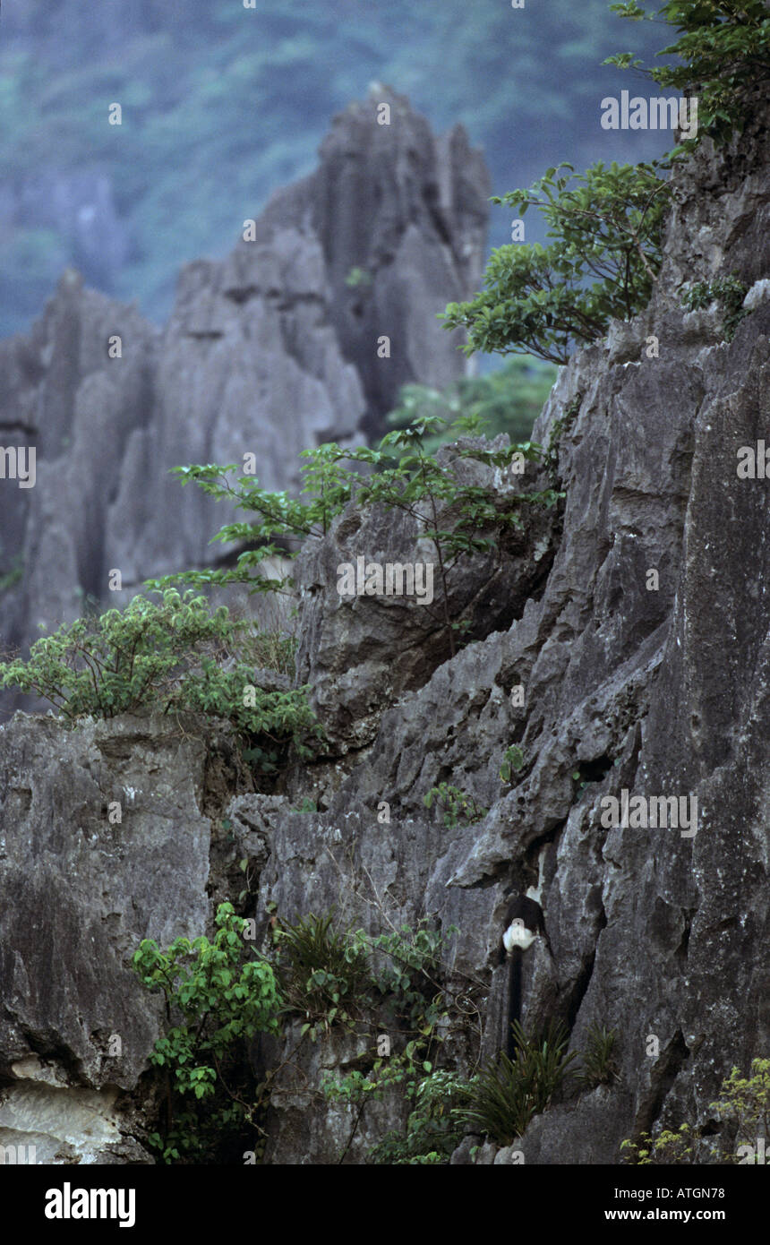 Delacour's langur (Trachypithecus delacouri), Van Long Nature Reserve ...