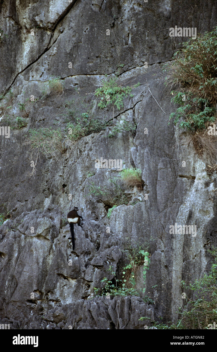 Delacour's langur (Trachypithecus delacouri), Van Long Nature Reserve ...