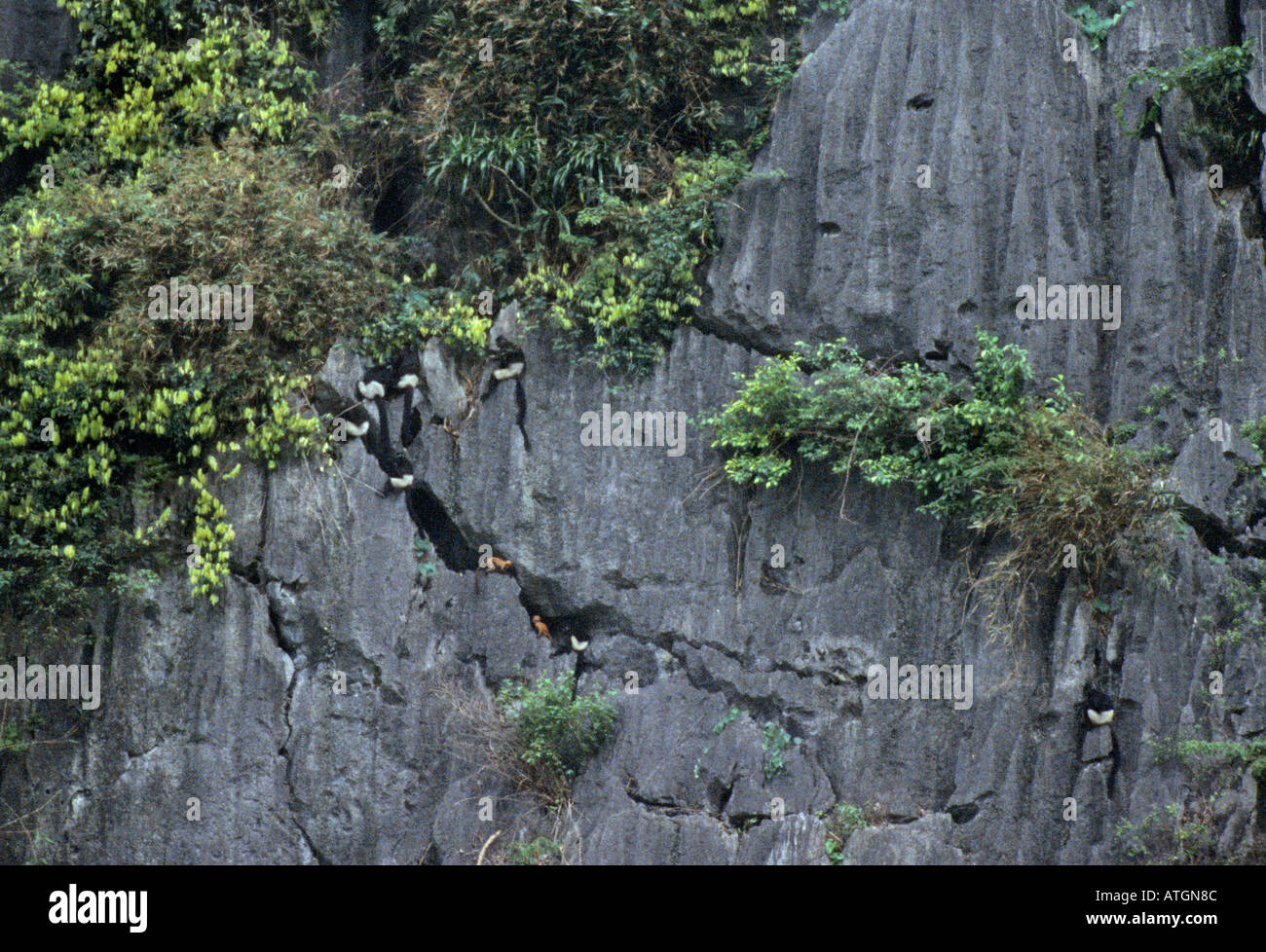 Delacour's langur (Trachypithecus delacouri), Van Long Nature Reserve ...