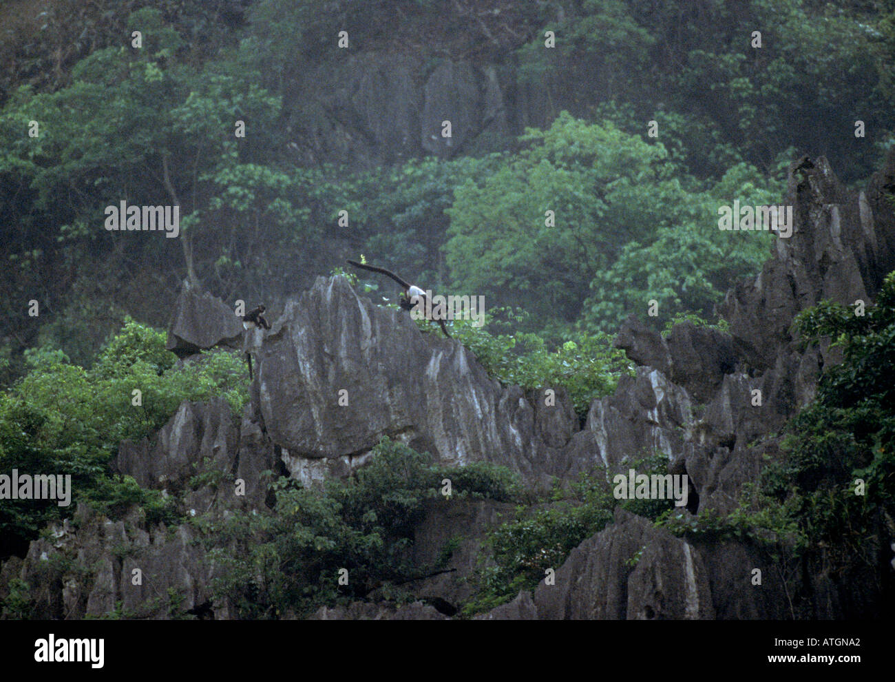 Delacour's langur (Trachypithecus delacouri), Van Long Nature Reserve ...