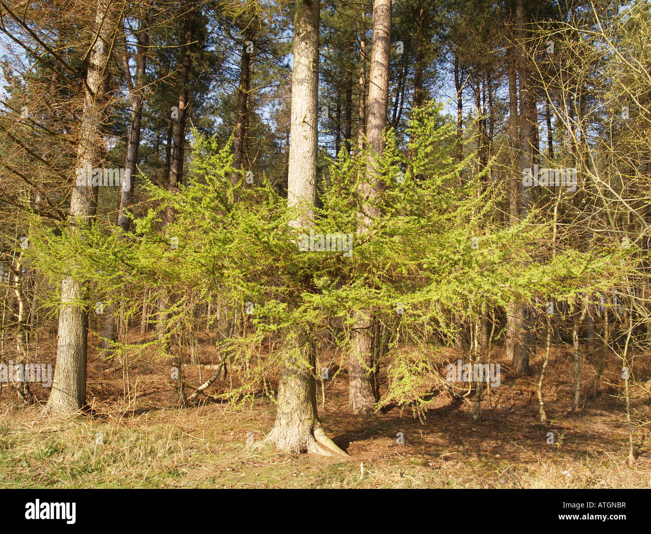 tall high tree low green shoots wood trunks Stock Photo - Alamy